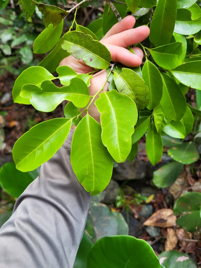 Ilex nitida from Susúa Alta, Yauco, Puerto Rico on July 15, 2023 at 11: ...
