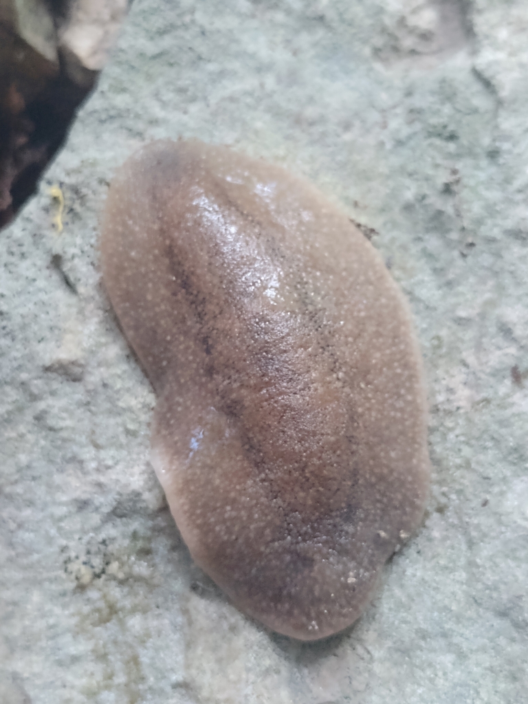 Tan Leatherleaf Slug from Calle 1 Sur & 60 Avenida Sur, Ejidal, 77712 ...