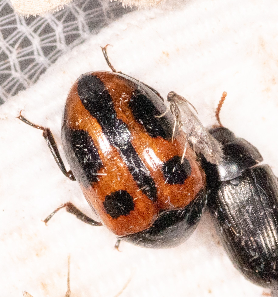 Spotted Diaperis from Garrett County, MD, USA on July 14, 2023 at 02:54 ...