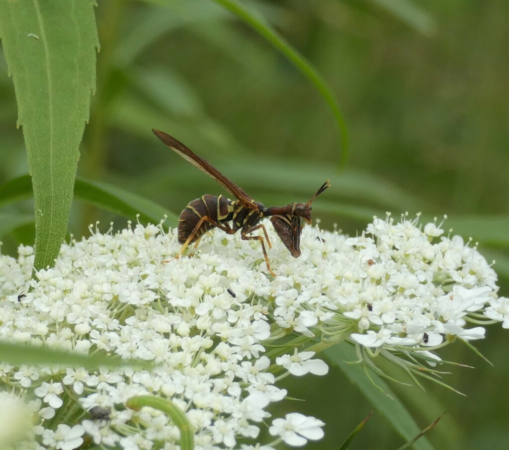 Brown Wasp Mantidfly from Odessa Alvar, Lennox and Addington County, ON ...