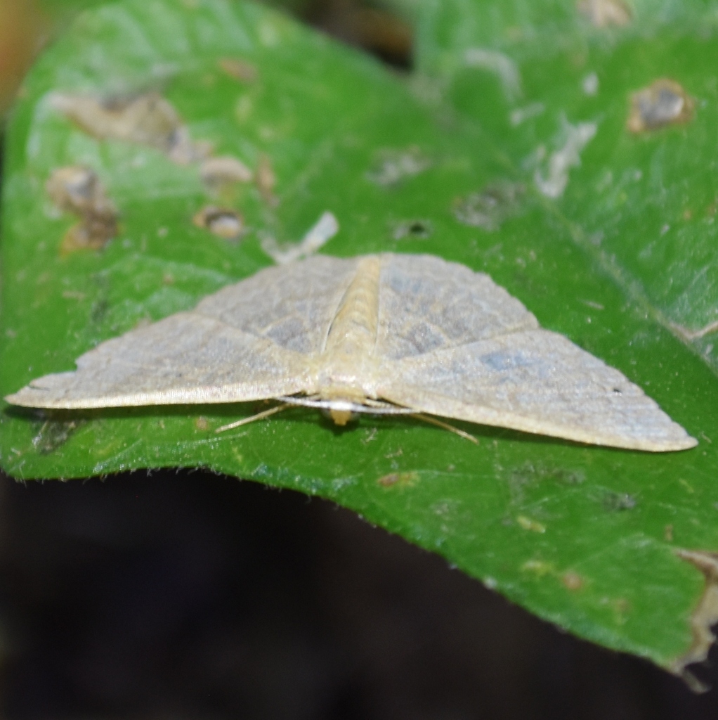 Common Tan Wave from Farmers Branch, TX, USA on July 7, 2023 at 11:11 ...