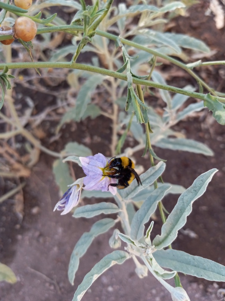 Sonoran Bumble Bee from Mohave County, AZ, USA on July 15, 2023 at 07: ...