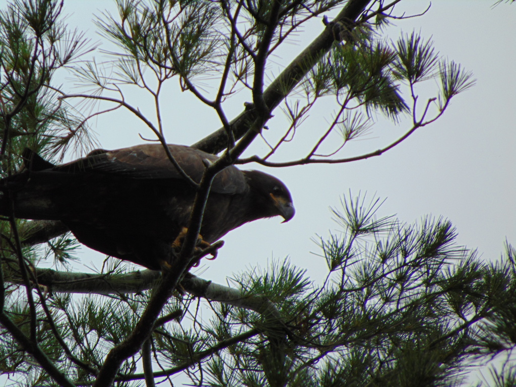 Bald Eagle from Selkirk Provincial Park, Haldimand County, ON, CA on ...