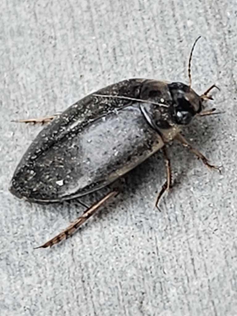 Rhantus from Coalinga, CA 93210, USA on July 12, 2023 at 07:53 PM by ...