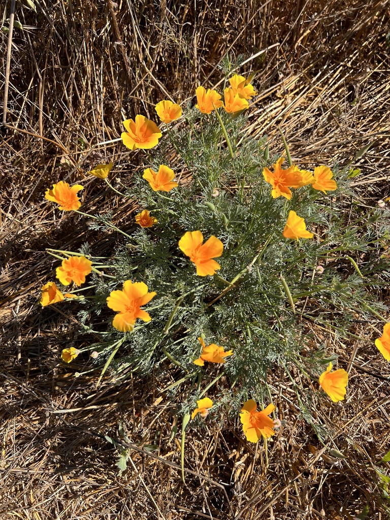 California poppy from Rancho Sierra Vista / Satwiwa, Westlake Village ...