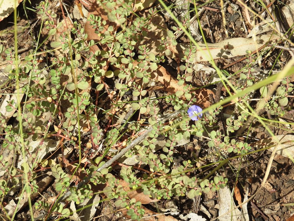 tropical speedwell from Wondai State Forest, Wondai QLD 4606, Australia ...