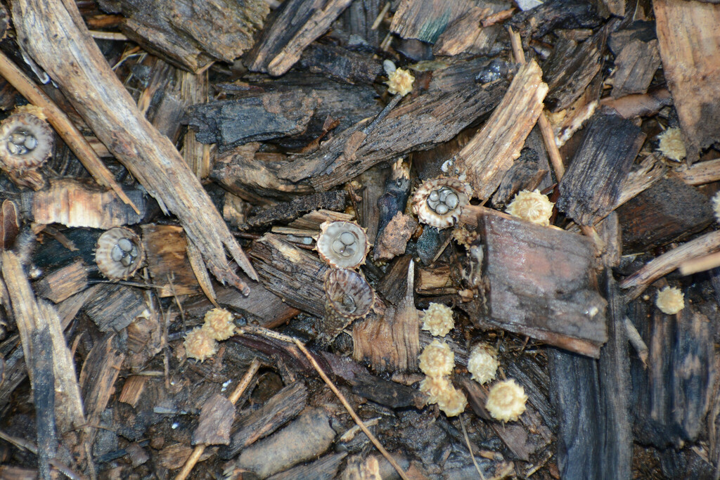 Cyathus from Northwest Raleigh, Raleigh, NC, USA on July 15, 2023 at 08 ...