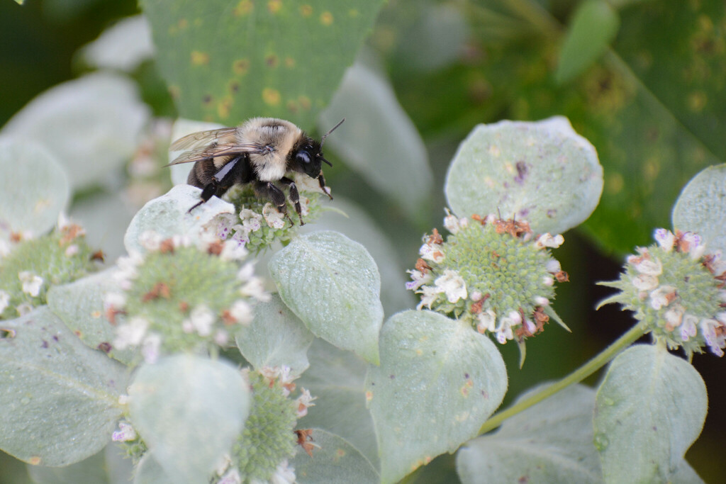 Common Eastern Bumble Bee from Northwest Raleigh, Raleigh, NC, USA on ...
