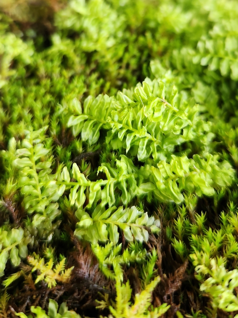 Wavy-leaf Moss from Beech Mountain, NC 28604, USA on July 15, 2023 at ...
