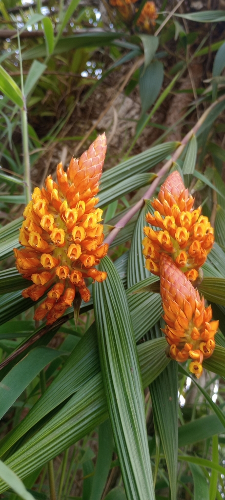 Elleanthus from Orosi, Provincia de Cartago, Paraíso, Costa Rica on ...