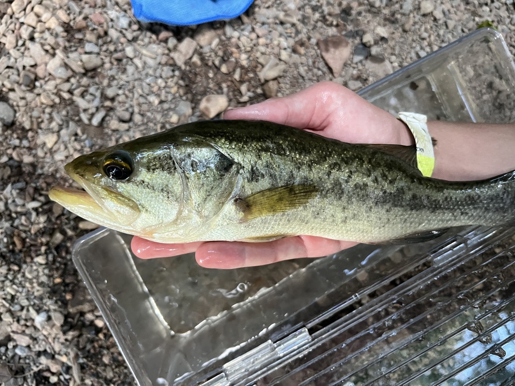 Largemouth Bass from Blue Mountain Rd, Schuylkill Haven, PA, US on July ...