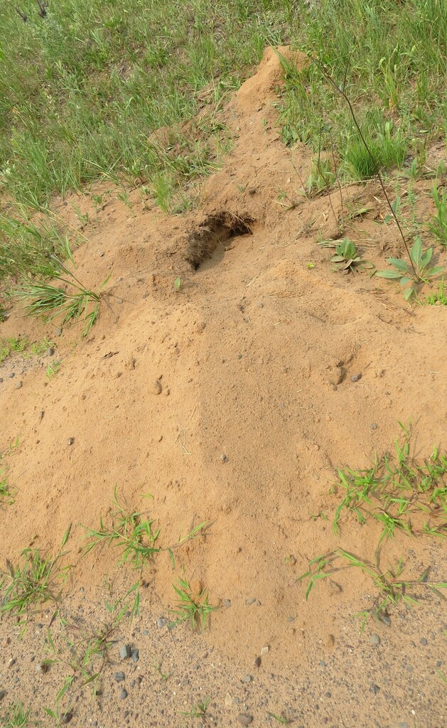 Plains Pocket Gopher from Crex Meadows Wildlife Refuge, Burnett County ...