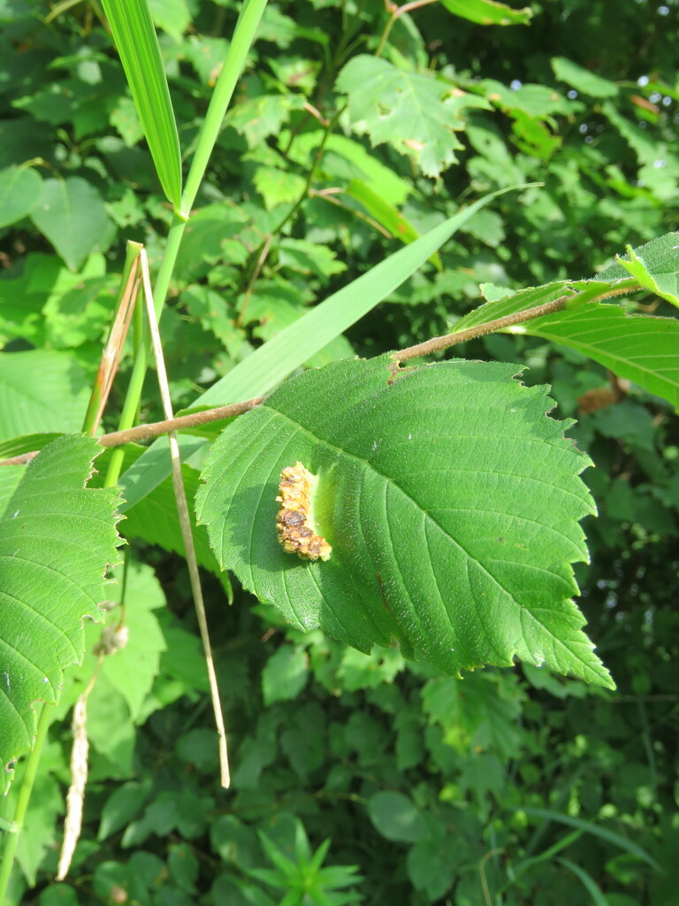 Elm Cockscomb Aphid from 599 Westford-Milton Rd, Westford, VT 05494 ...