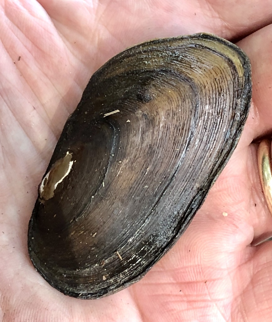 Eastern Elliptio from Ashland Reservoir, Ashland, MA, US on July 11 ...