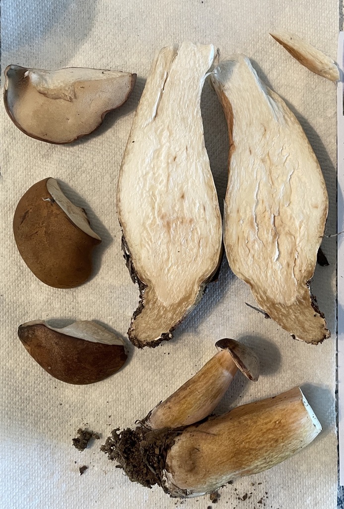 Beveled-cap Bolete from Sierra Vista Southeast, AZ, USA on August 26 ...