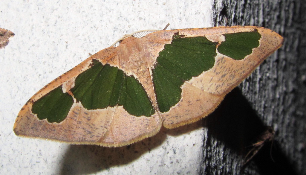 Ennominae (Field Guide to Spark Invertebrates) · BioDiversity4All