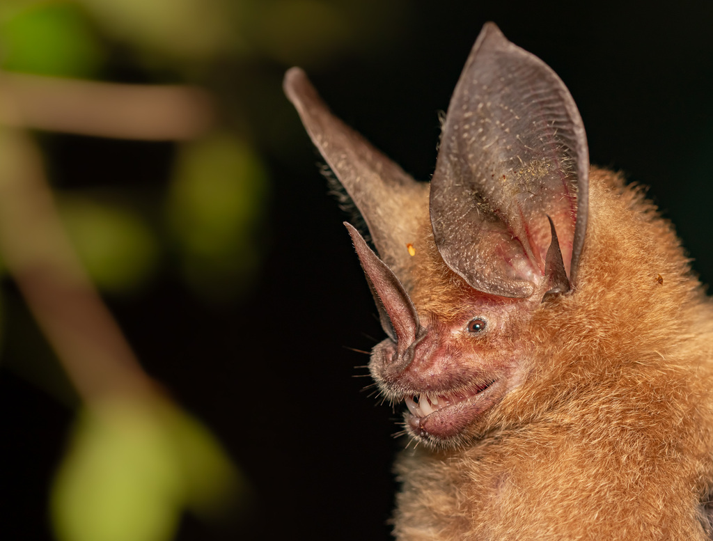 Cozumelan Golden Bat from Mérida, Yuc., México on July 9, 2023 at 07:17 ...
