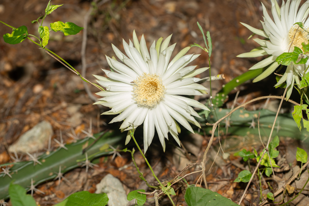 Triangle cactus from Mérida, Yuc., México on July 9, 2023 at 09:10 PM ...