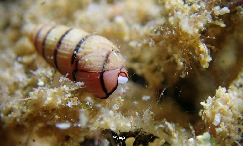 Myurella pygmaea in July 2023 by D. Torres-Pulliza · iNaturalist