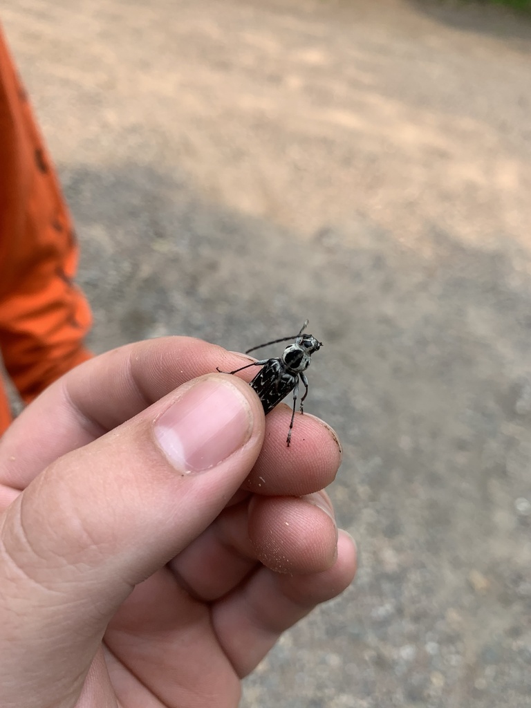 Sarosesthes fulminans from Satuit Ln, Rhinelander, WI, US on July 15 ...