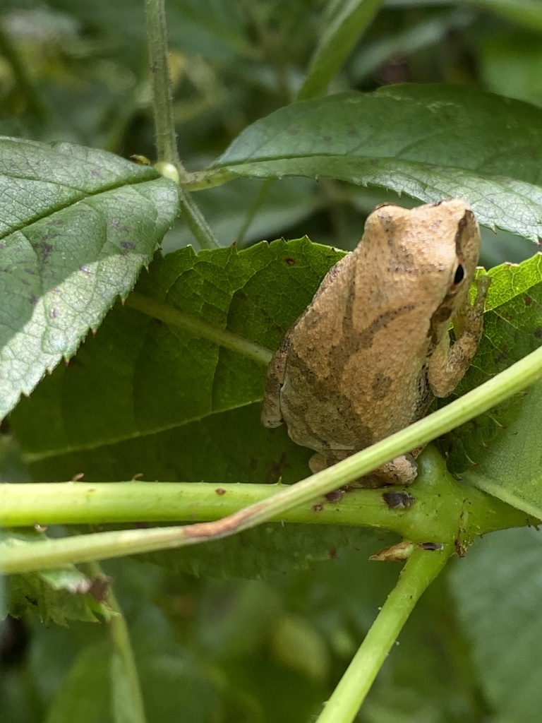 Spring Peeper from Boonton Ave, Boonton, NJ, US on July 15, 2023 at 03: ...