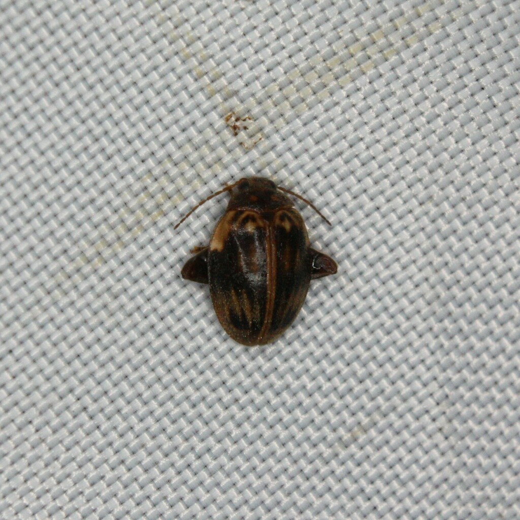 Texas Flea Marsh Beetle from Thunderbird Chapel on July 10, 2023 at 11: ...