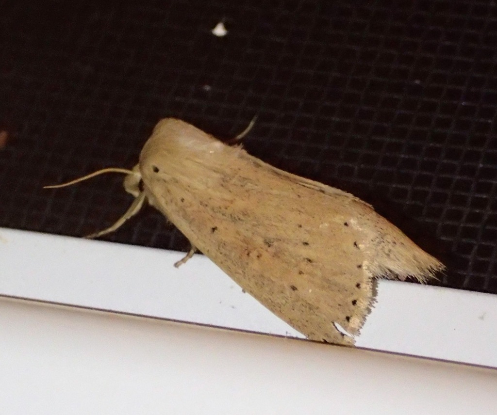 Oblong Sedge Borer Moth from Ellicott City, MD, USA on July 14, 2023 at ...