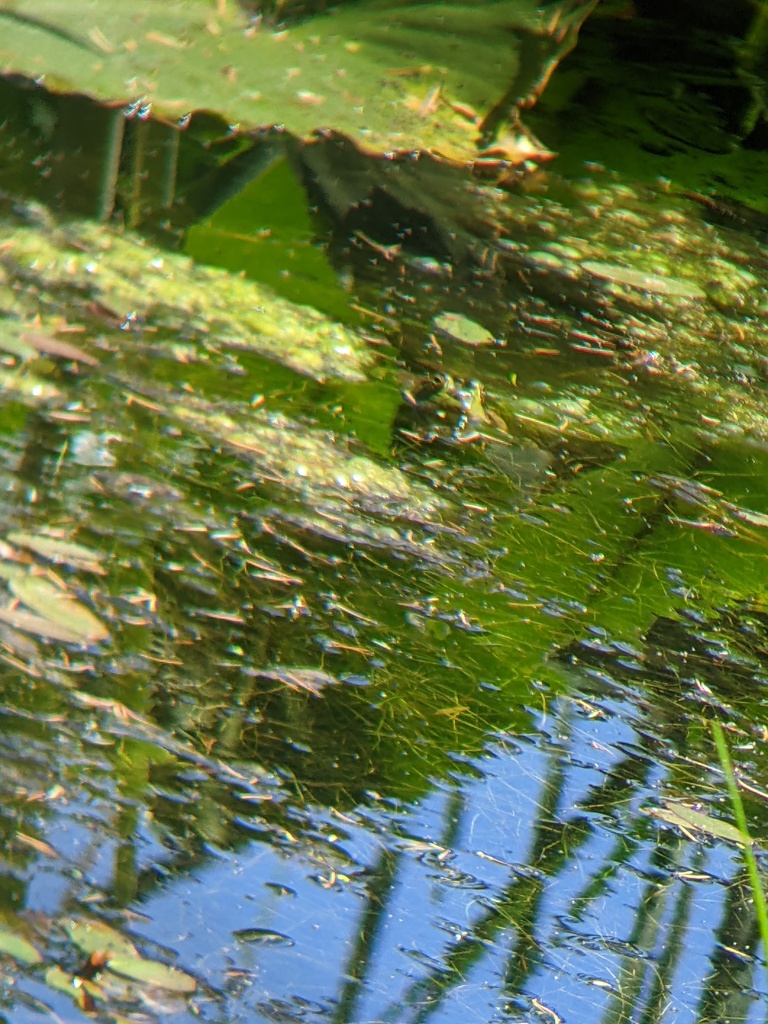 American Bullfrog from King County, US-WA, US on July 2, 2023 by Amy ...