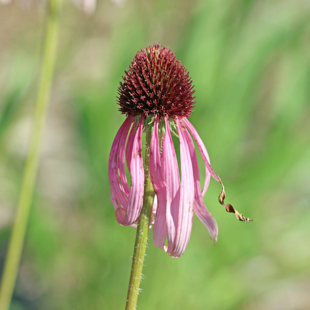pale purple coneflower from Excelsior, MN 55331, USA on July 6, 2023 at ...