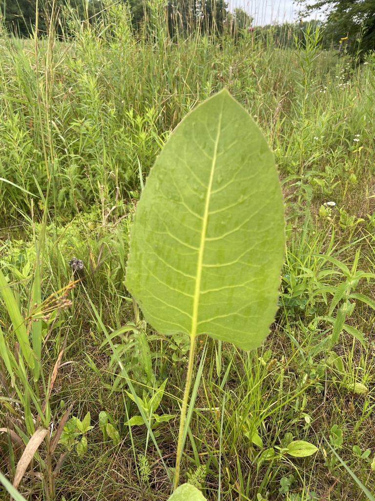 prairie dock from Blandford-Blenheim, ON, CA on July 15, 2023 at 01:24 ...