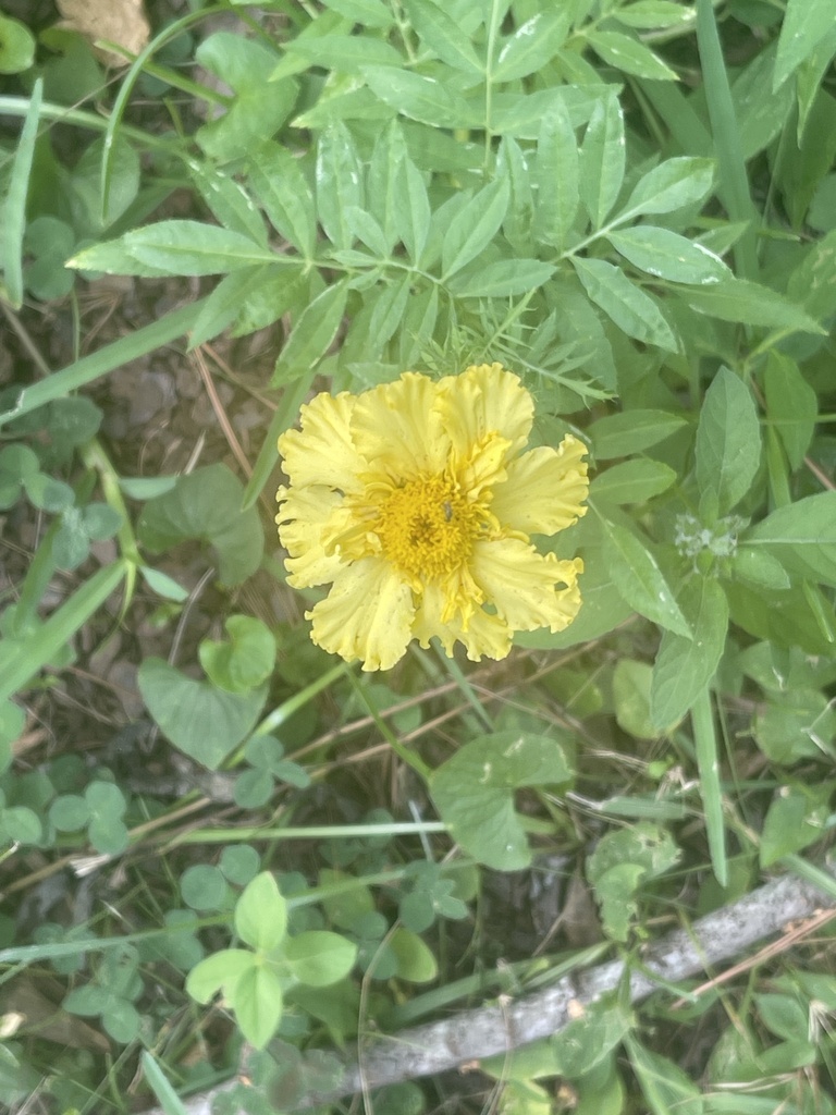 Mexican marigold from Post Hill Cove, Brandon, MS, US on July 15, 2023 ...