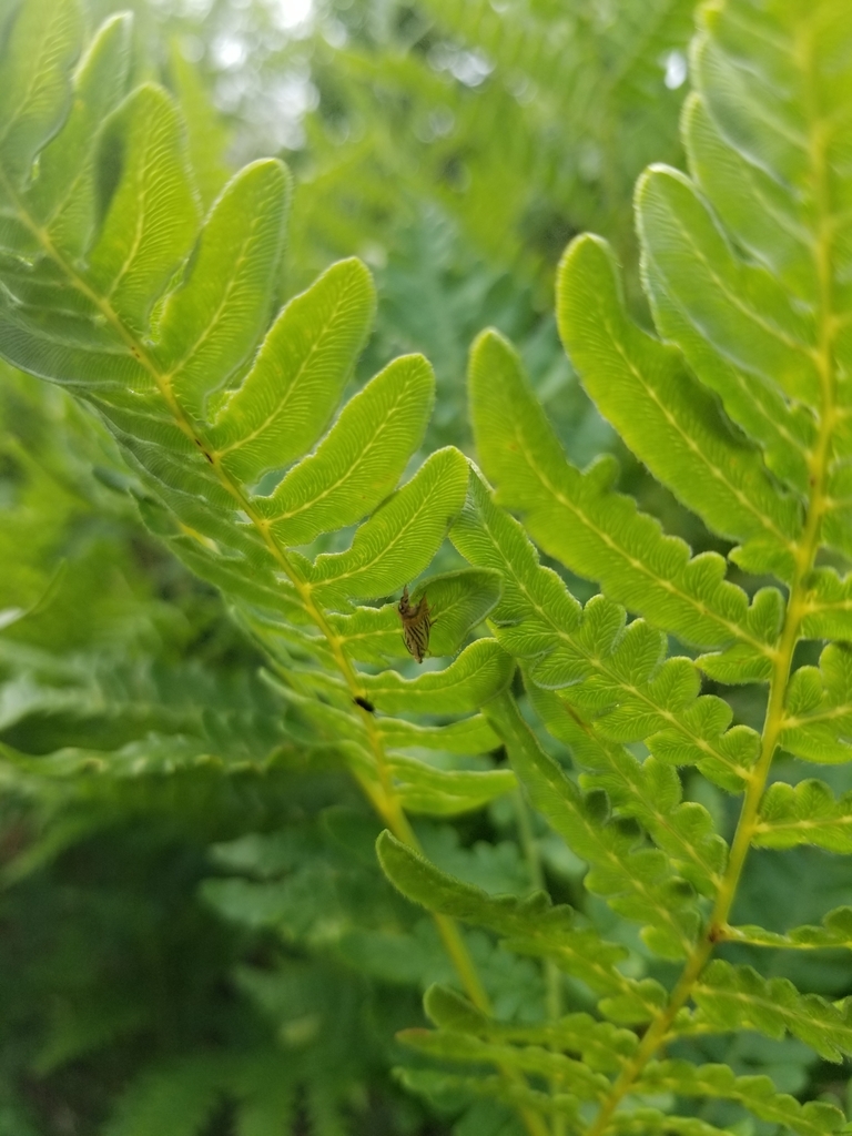Modest Katydid from St James, MI, USA on July 15, 2023 at 02:01 PM by ...