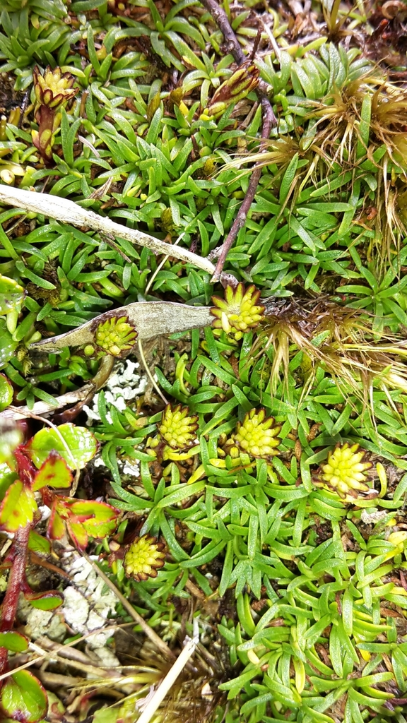 Abrotanella pusilla from Southern Crossing, Akatarawa Valley, Upper ...