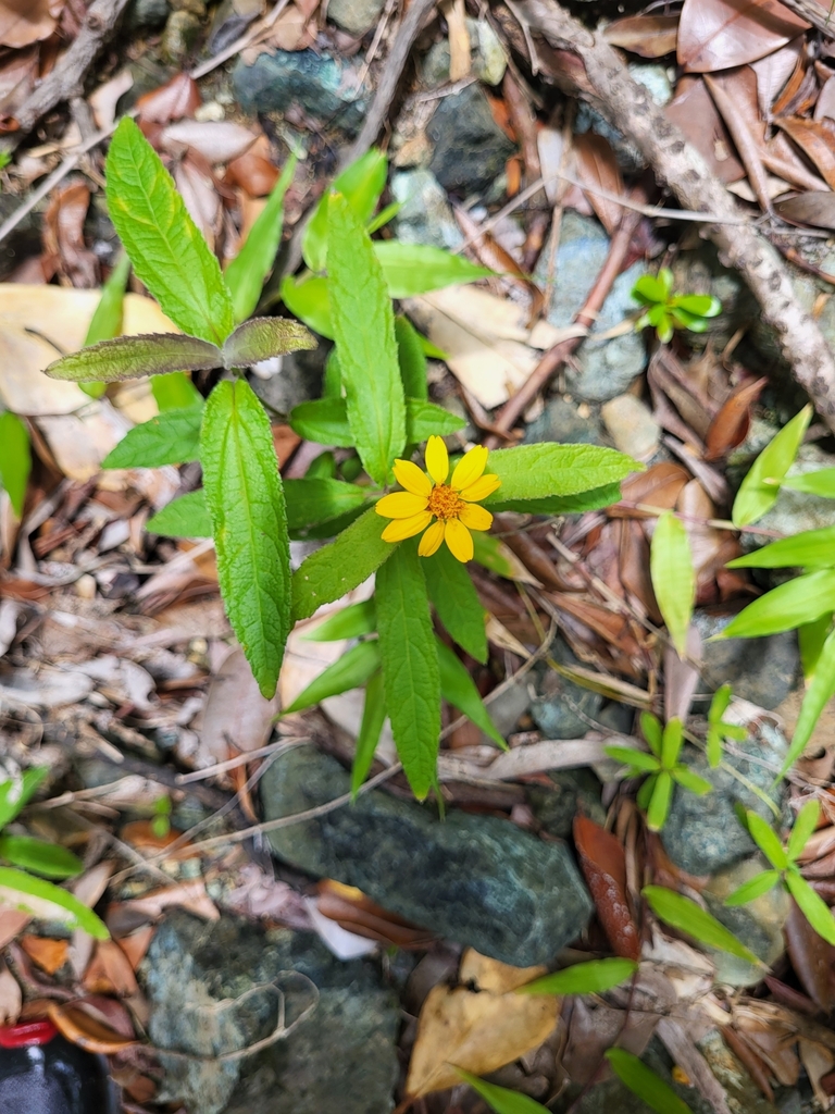 Wedelia reticulata from Torre, Sabana Grande, Puerto Rico on July 15 ...