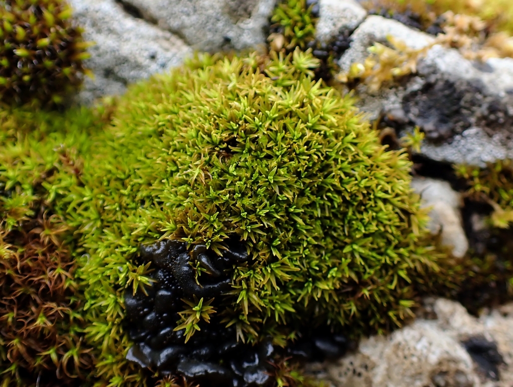 Curly Crisp-moss from Monsal Dale SK17 9UH, UK on July 15, 2023 at 08: ...