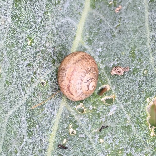 Observations by lizzym · iNaturalist