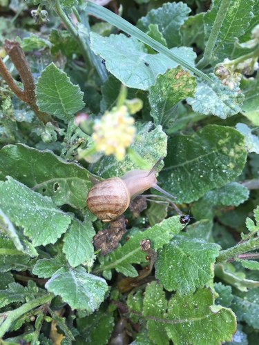 Observations by lizzym · iNaturalist