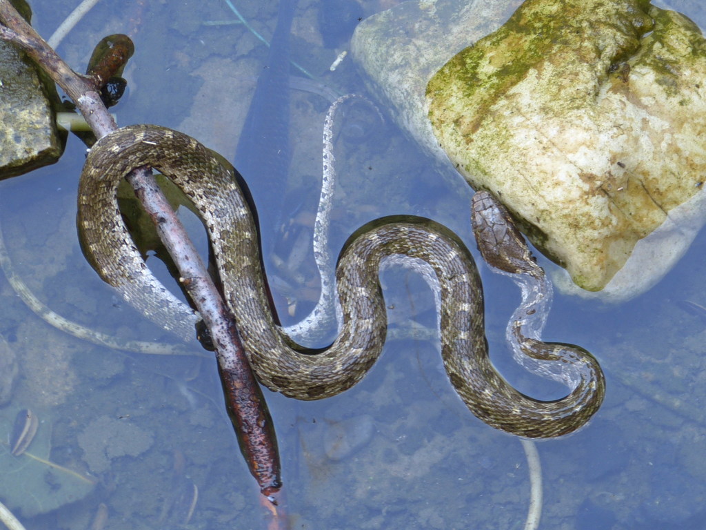 Père David's Ratsnake (Elaphe davidi) - Snakes and Lizards