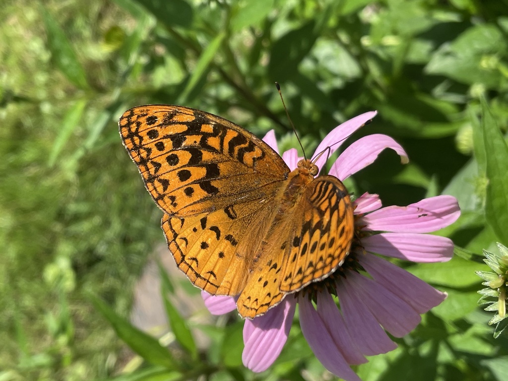Great Spangled Fritillary from Bocktown Rd, Crescent, PA, US on July 10 ...