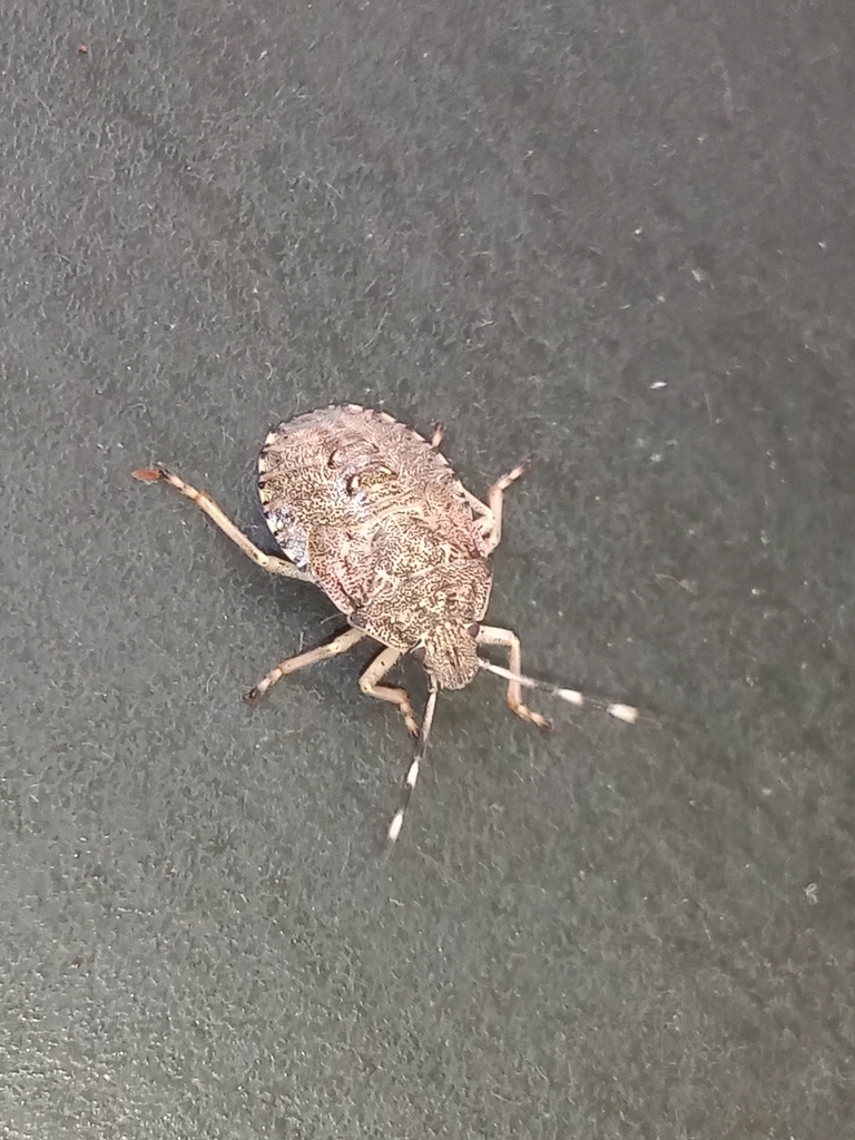 Mottled Stink Bug from Asprovalta 570 21, Greece on July 15, 2023 at 07 ...