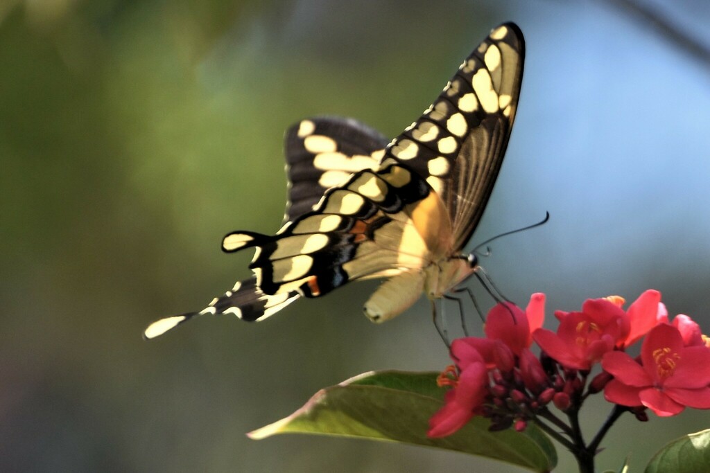 Eastern Giant Swallowtail from Inwood, FL, USA on July 15, 2023 at 10: ...