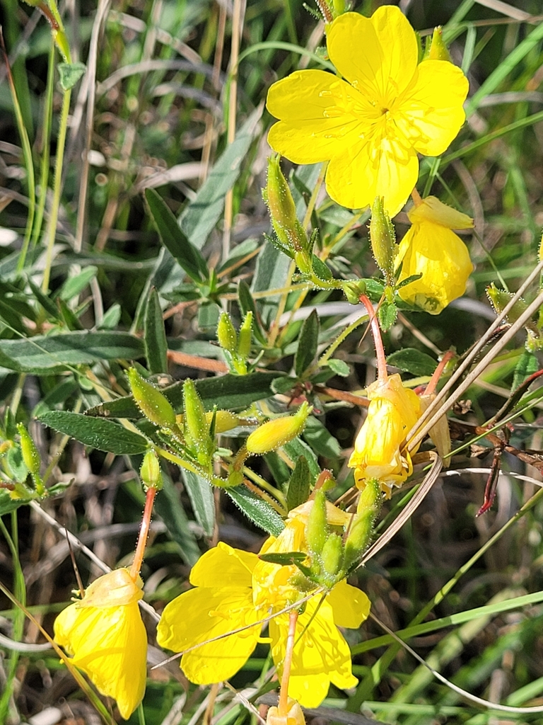 narrow-leaved sundrops from Soldiers Delight, MD on July 15, 2023 at 10 ...