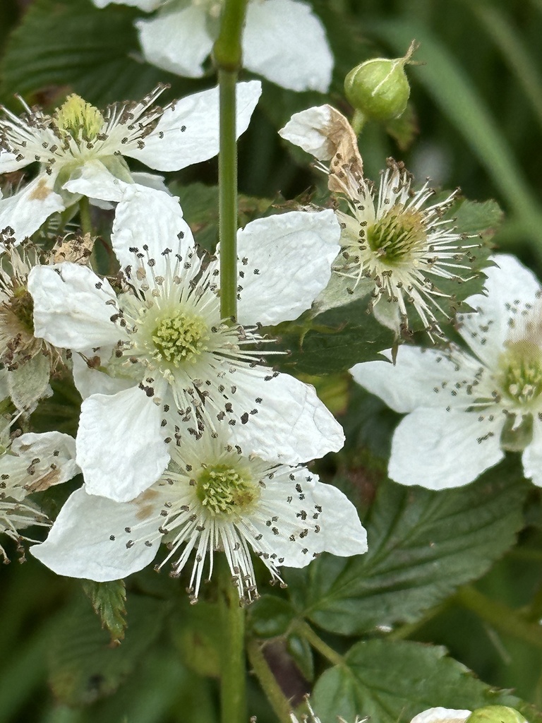 Smooth Blackberry (Native and Naturalized-but-not-Invasive Understory ...