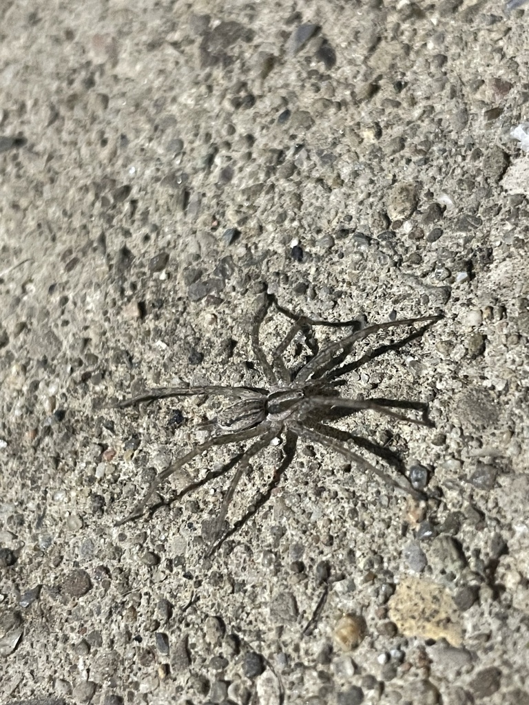 Grass Spiders from Kenyon College, Gambier, OH, US on July 15, 2023 at ...
