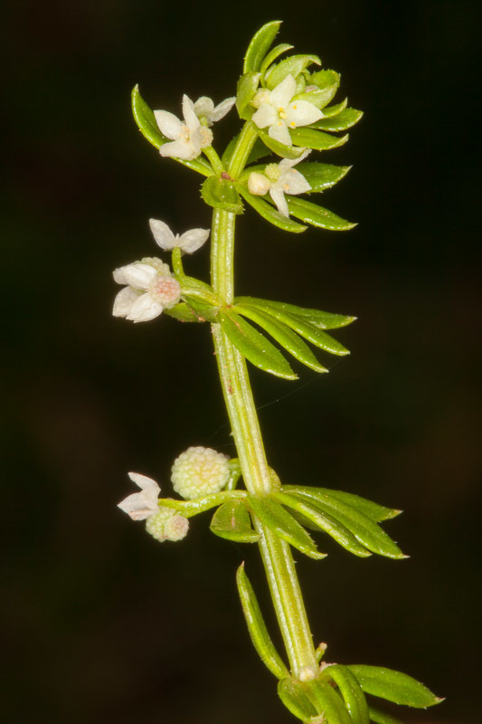 Galium verrucosum (Tenerife Plants Gentianales, Myrtales, Oxalidales ...