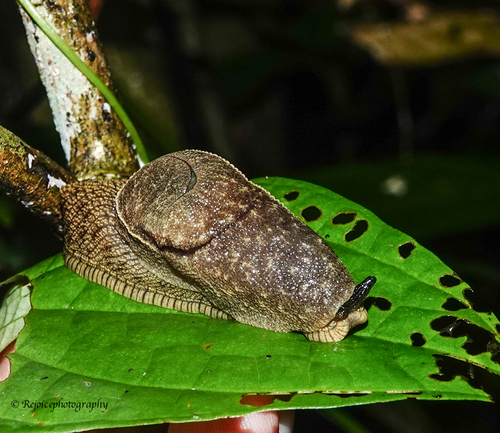 Genus Girasia · iNaturalist