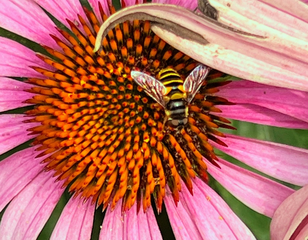 Transverse-banded Flower Fly from Bethesda, MD, USA on July 15, 2023 at ...