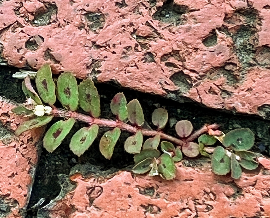 Spotted spurge from Northwest Washington, Washington, DC, USA on July ...