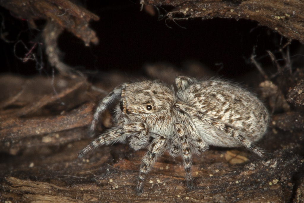 Attulus ammophilus from Daybreak, South Jordan, UT 84009, USA on July ...