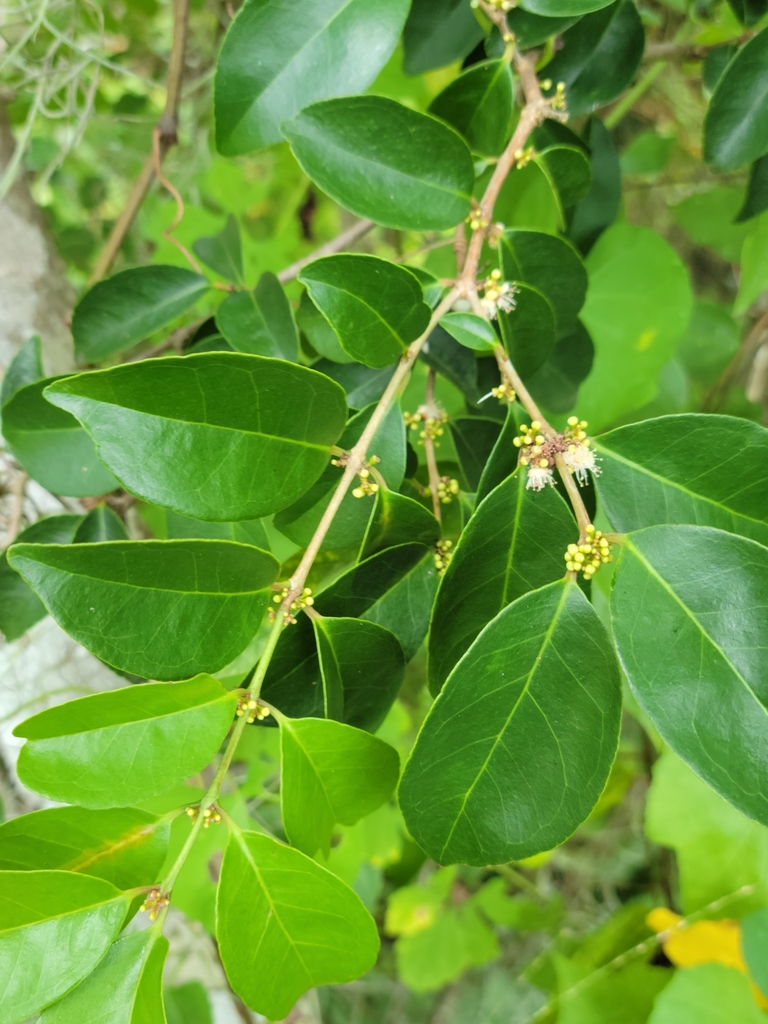 White Stopper from Alva, FL 33920, USA on July 15, 2023 at 11:47 AM by ...
